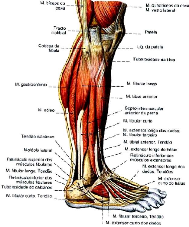 estrutura do pé (12) - Blog Pilates