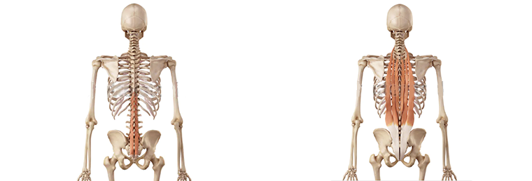 músculos-extensores-da-coluna-profundos - Blog Pilates - O maior blog ...